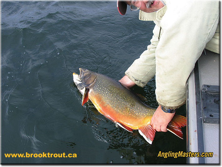 Record Brook Trout